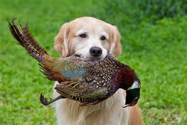 Breed Profile: The Golden Retriever – GRRSN